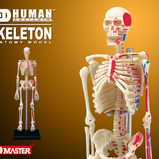 4D Human Anatomy Standard Human Skeleton | Action Figures | Gifts, Toys ...