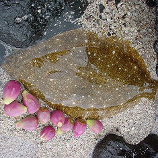 Fresh Flatfish | Food & Beverage