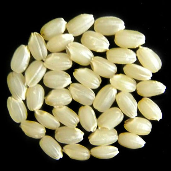 Low Amylose Aromatic Rice'golden Queen 3' | Food & Beverage